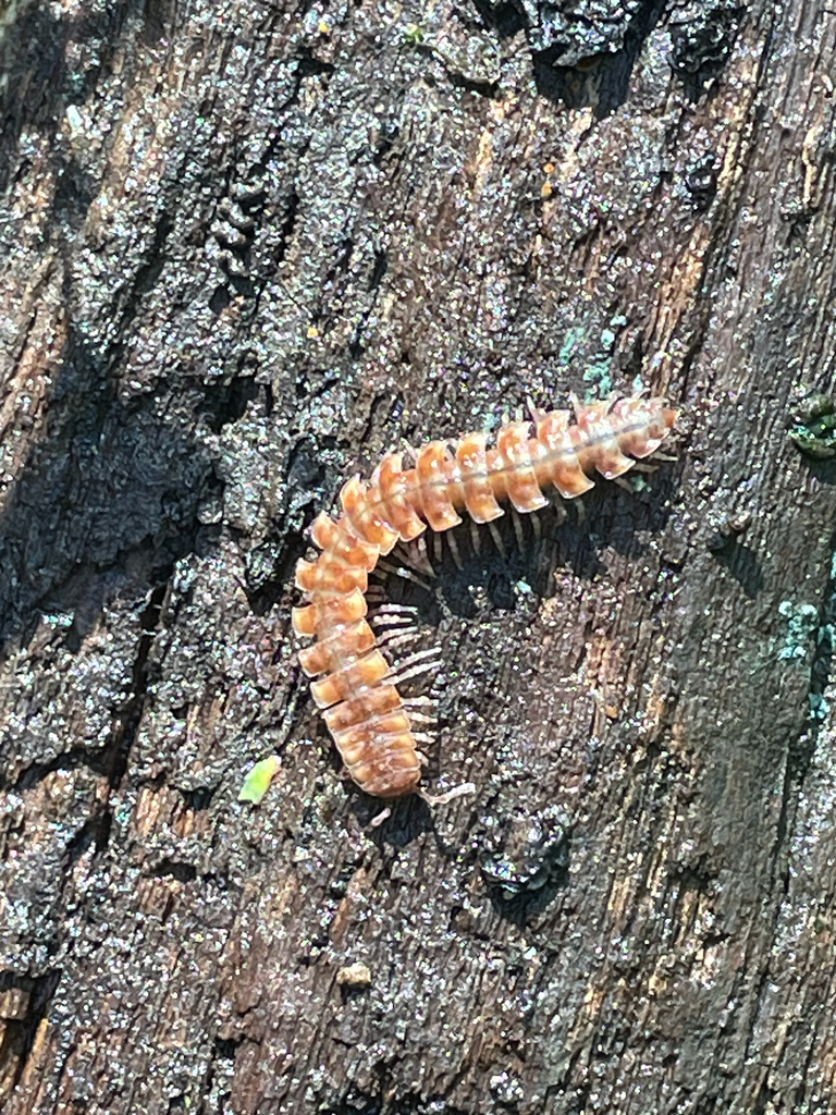 Polydesmus complanatus from Graz, Styria, AT on October 24, 2025 at 11: ...