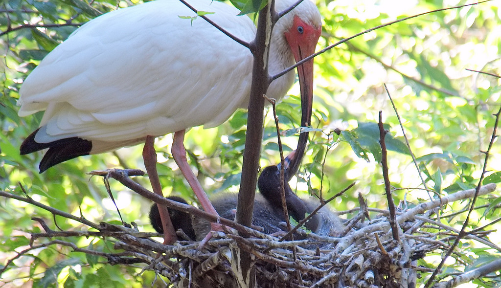 White Ibis from Dallas, TX, USA on June 30, 2016 at 09:31 AM by Kala ...
