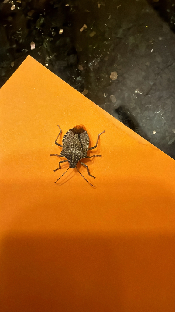 Brown Marmorated Stink Bug from NW 60th St, Seattle, WA, US on January ...