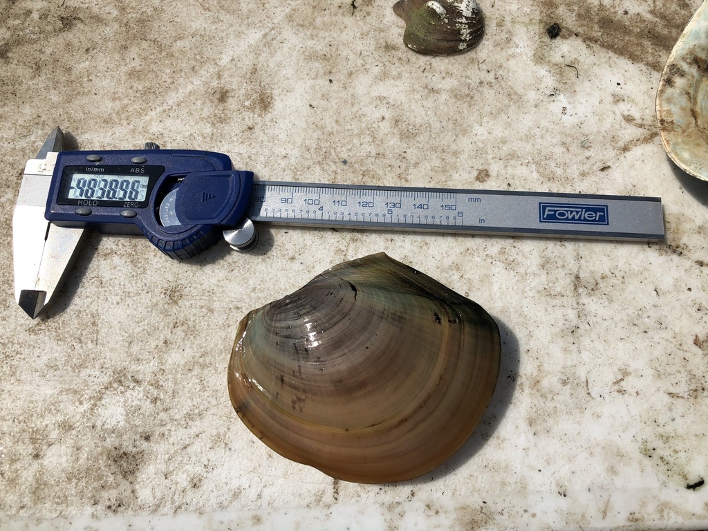 flat floater in July 2021 by Matthew S. Berg · iNaturalist