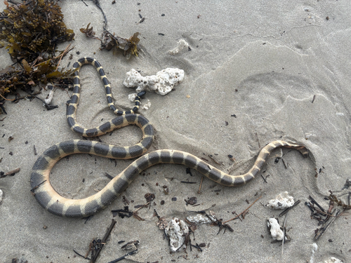 Typical Sea Snakes (Hydrophis) - Snakes and Lizards