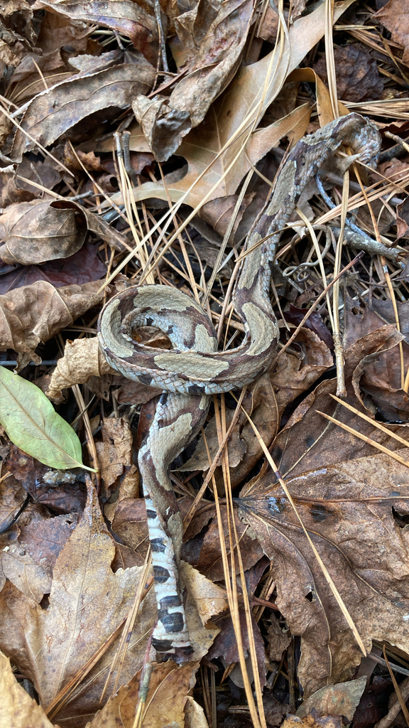 Eastern Copperhead from Edisto Island, SC, US on December 04, 2025 at ...