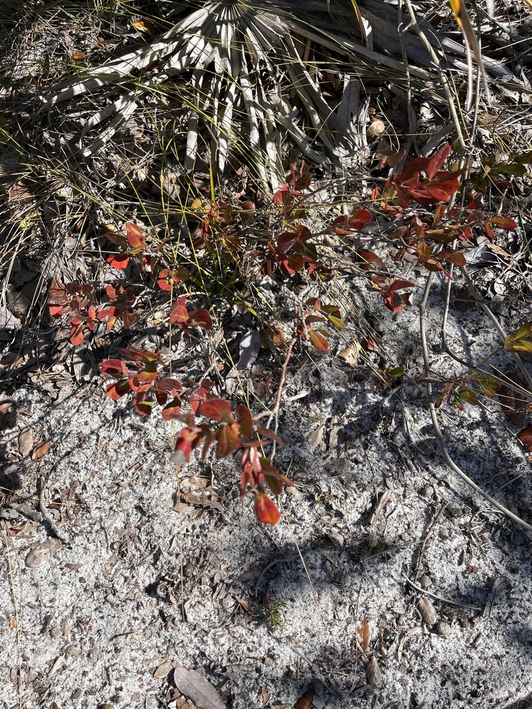 dwarf huckleberry from Sarasota, FL, US on January 17, 2026 at 12:09 PM ...