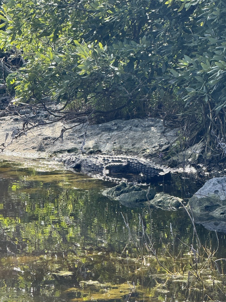 American Crocodile from San Miguel de Cozumel, Quintana Roo, Mexico on ...