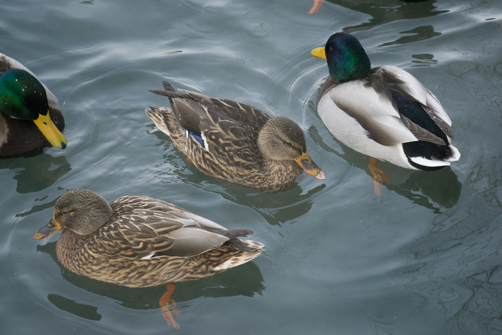 Mallard from Кольчугино, Владимирская обл., Россия on January 17, 2026 ...