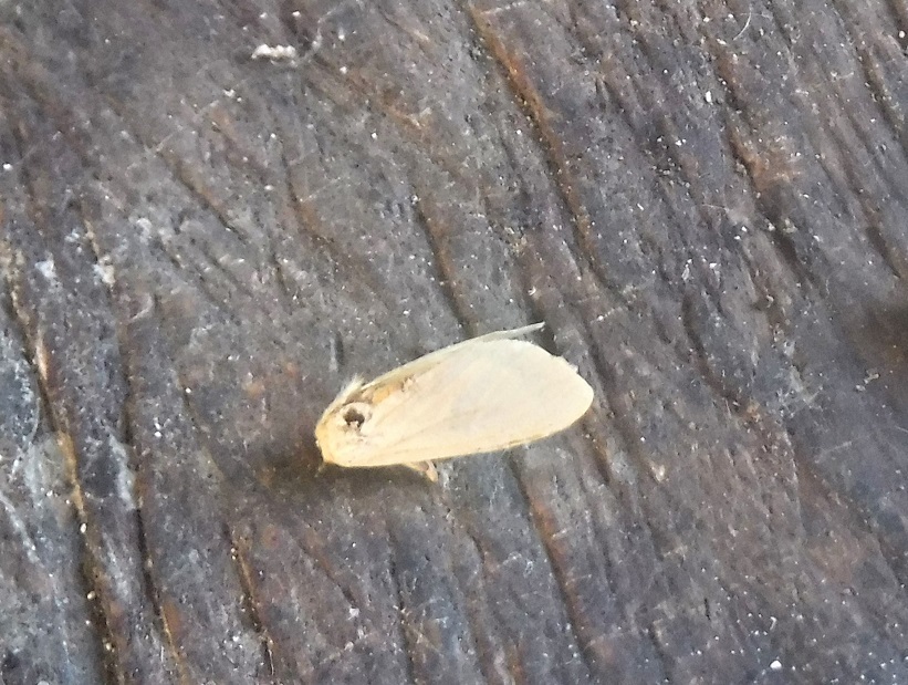 Yellow-winged Pareuchaetes Moth from Gaspar Hernandez, Dominican ...