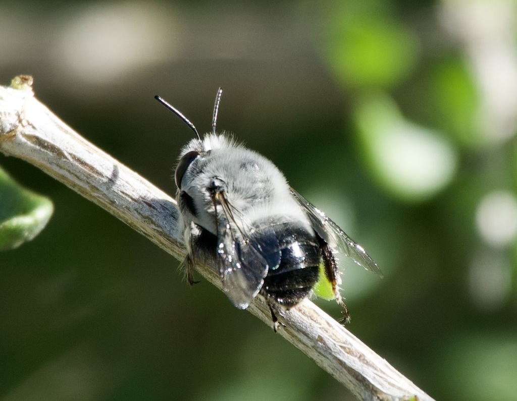 Digger Bees from Canoa Ranch, AZ, USA on January 17, 2026 at 12:06 PM ...