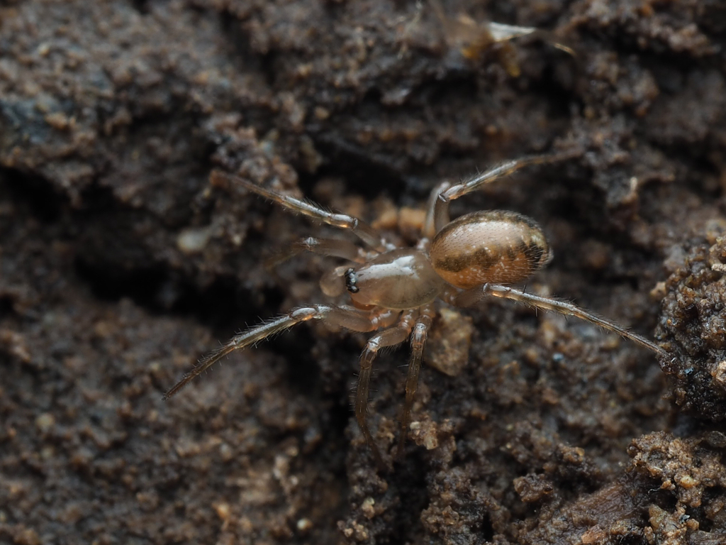 Entelegyne Spiders from Oropi 3173, New Zealand on January 17, 2026 at ...