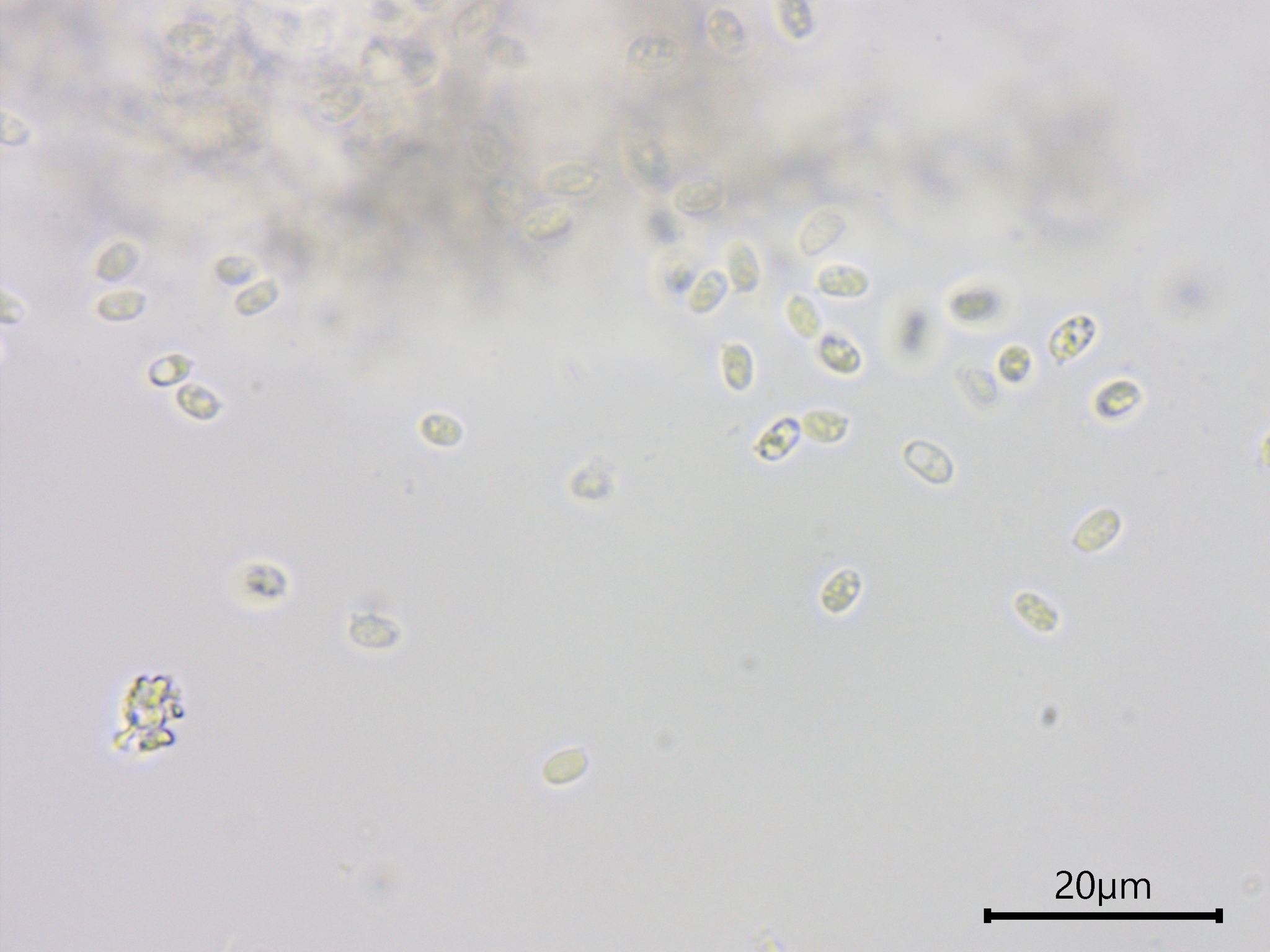 Mucronella calva - Rasiges Pfriempilzchen