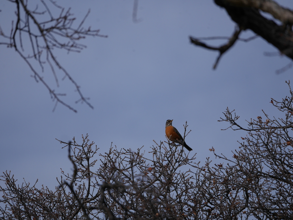 American Robin from Tuolumne County, CA, USA on January 18, 2020 at 07: ...