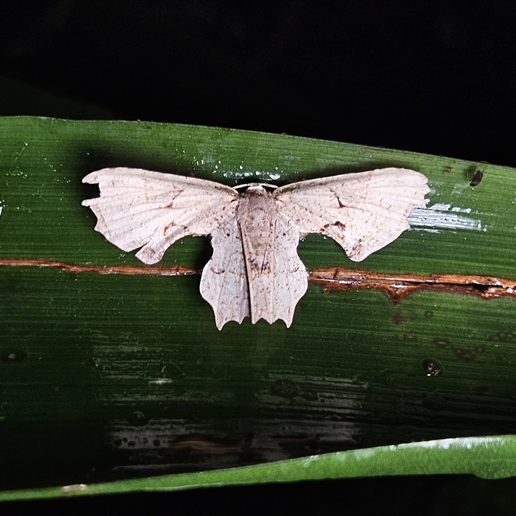 Epiplema acutangularia from Tunapuna/Piarco Regional Corporation ...