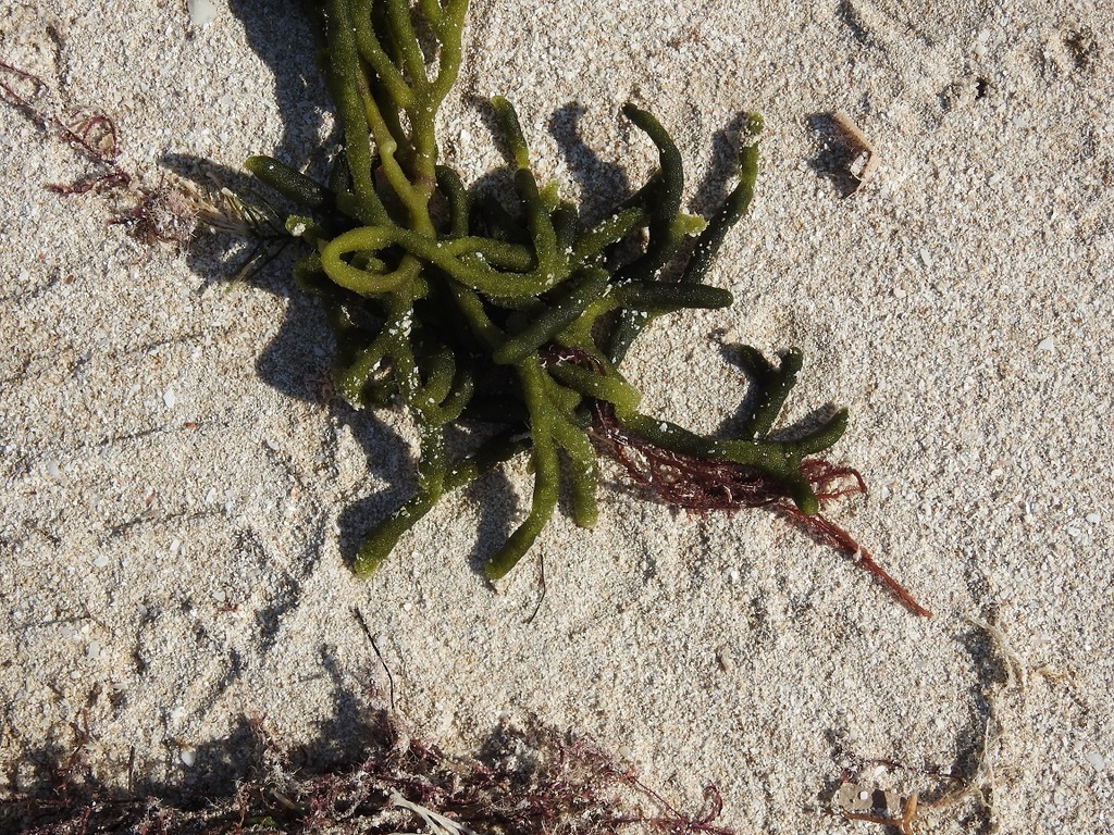 (Codium isthmocladum) - Botanical Realm