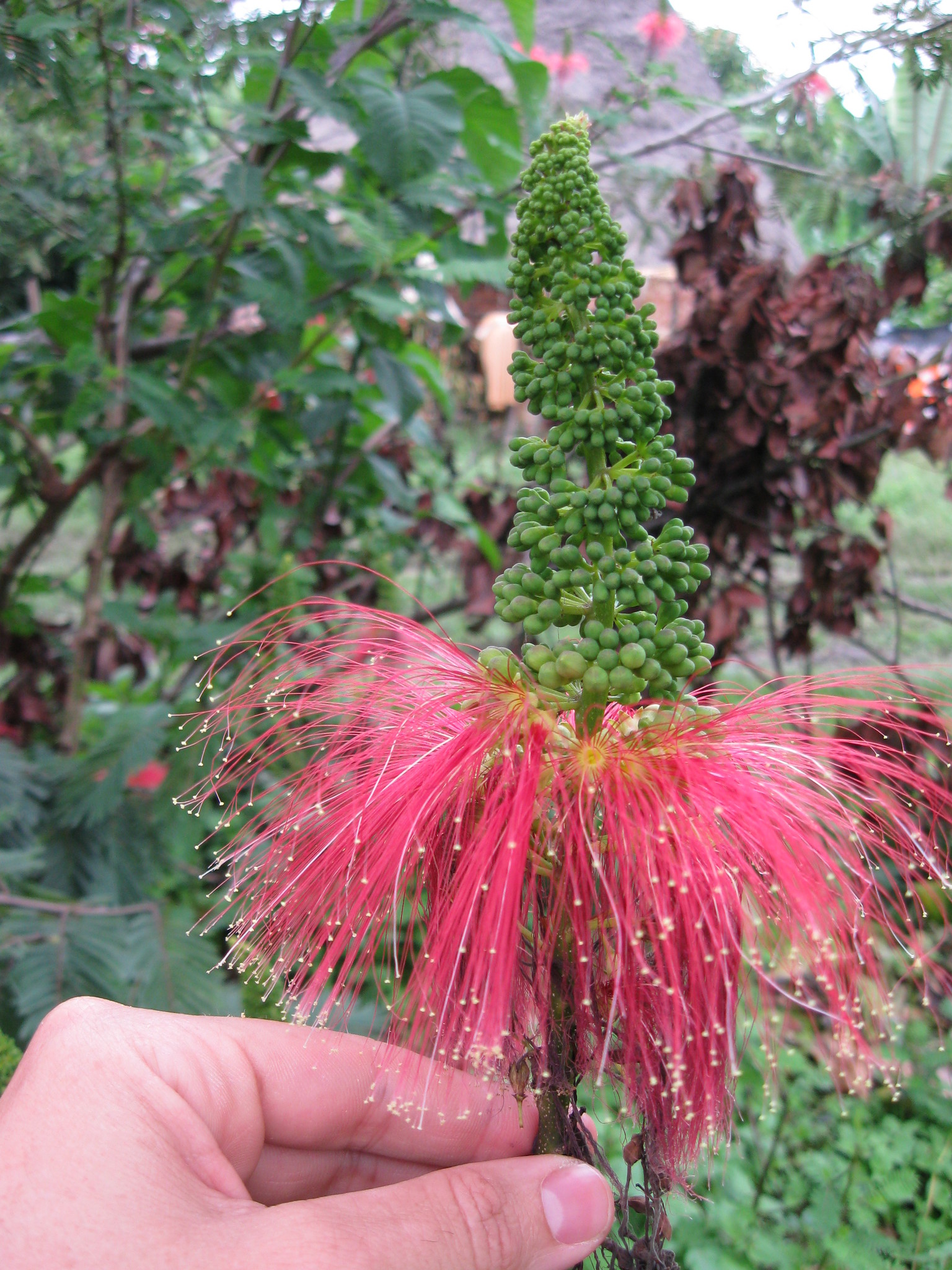 Calliandra Houstoniana