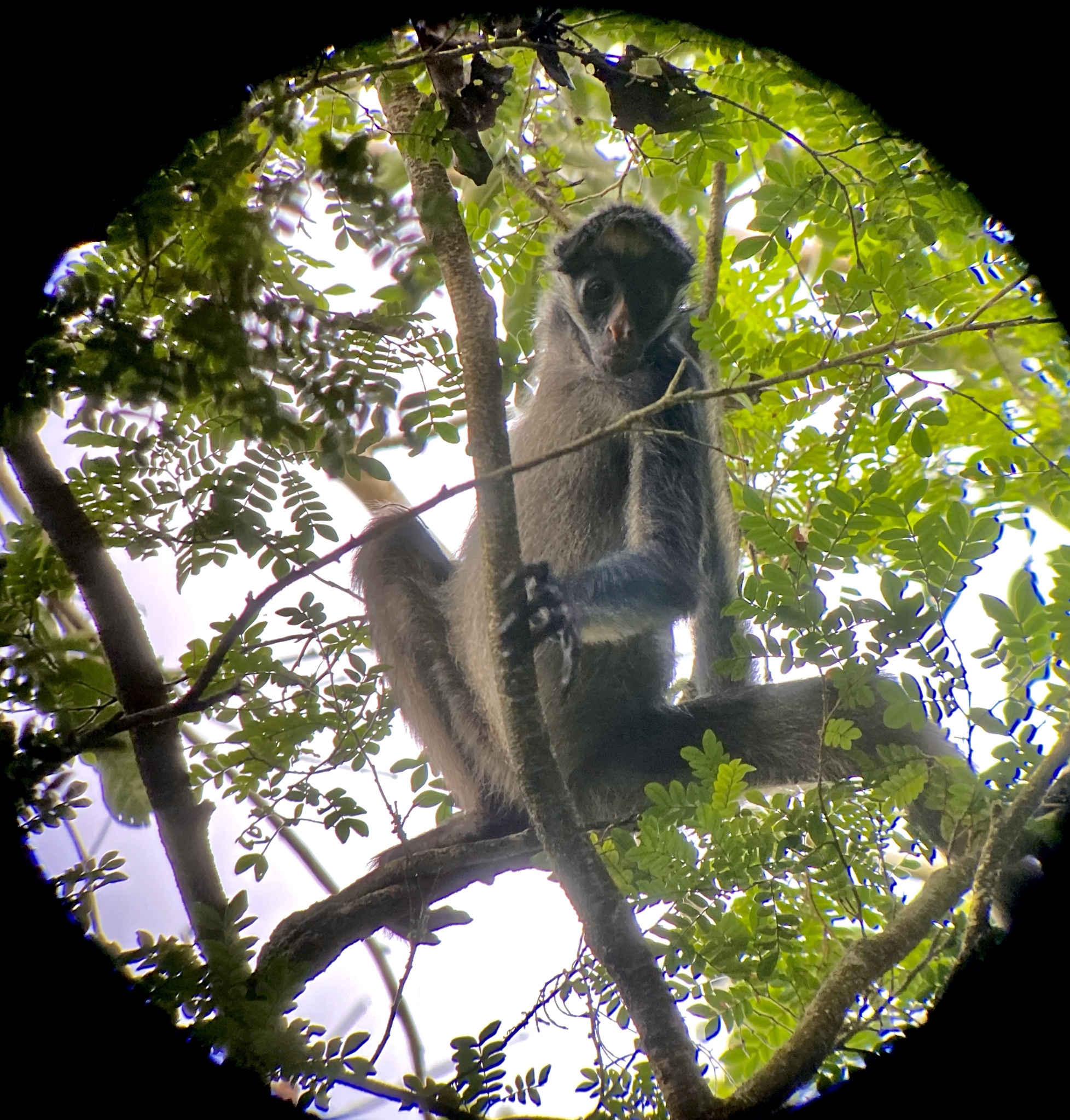 Ateles belzebuth É.Geoffroy Saint-Hilaire, 1806