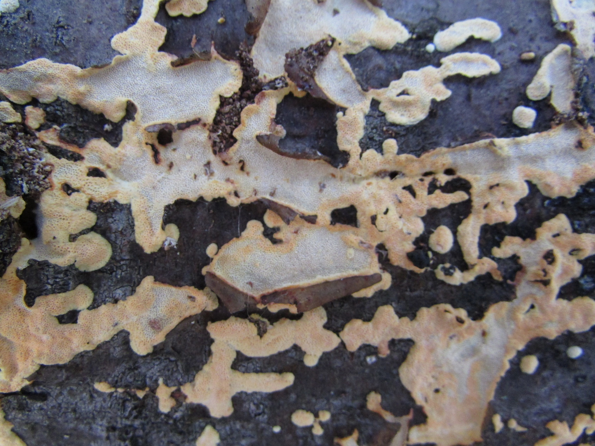 Perenniporia tenuis (Schwein.) Ryvarden