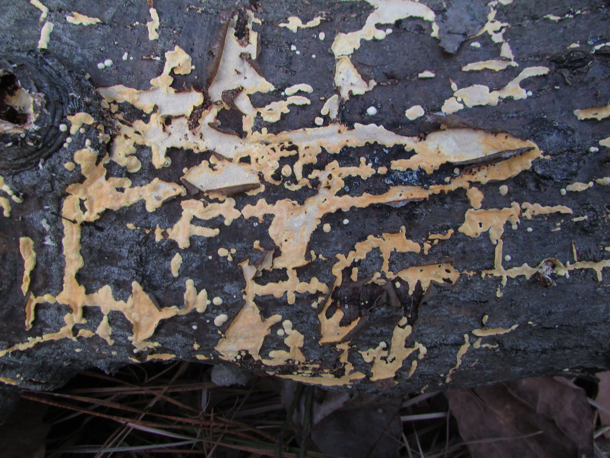 Perenniporia tenuis (Schwein.) Ryvarden