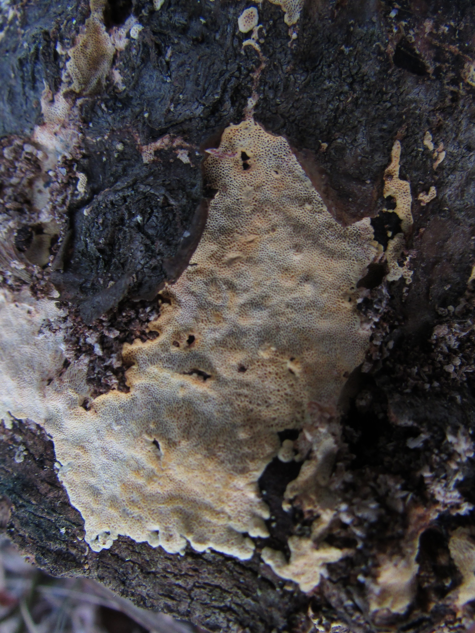 Perenniporia tenuis (Schwein.) Ryvarden