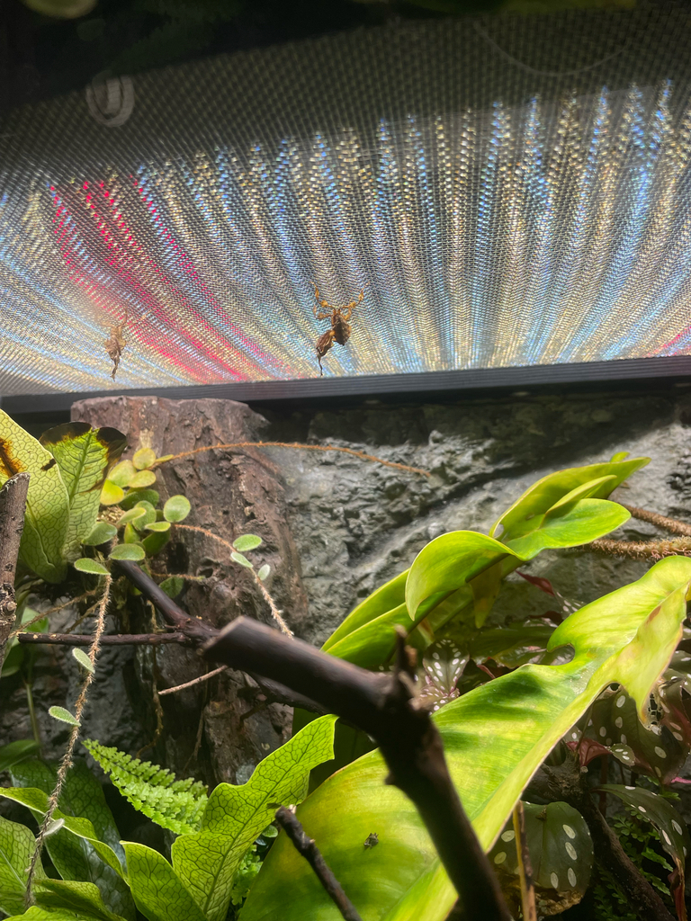 Common Ghost Mantis from Old Globe Way, San Diego, CA, US on November 1 ...
