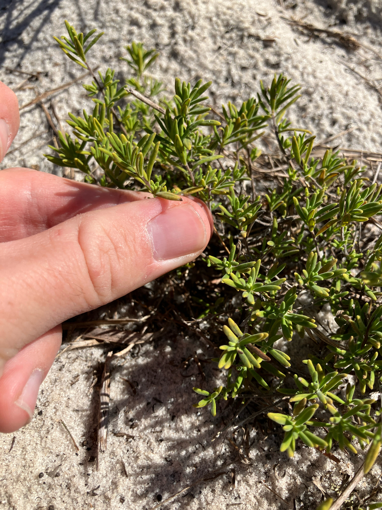 Ashe's calamint in January 2026 by Sterling Herron · iNaturalist