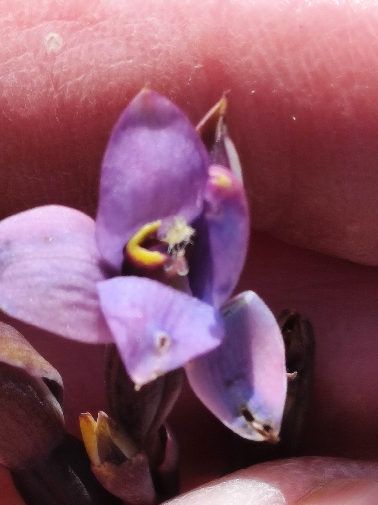 Hatch's Thelymitra from Blenheim 7275, New Zealand on January 18, 2026 ...