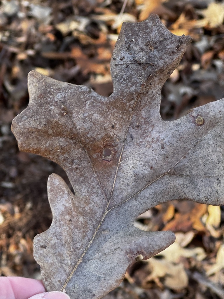 post oak from Mud Millpond, Marydel, DE, US on January 12, 2026 at 11: ...