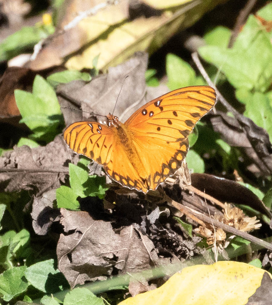Gulf Fritillary from Manuka Reserve, Hawaii County, HI, USA on January ...