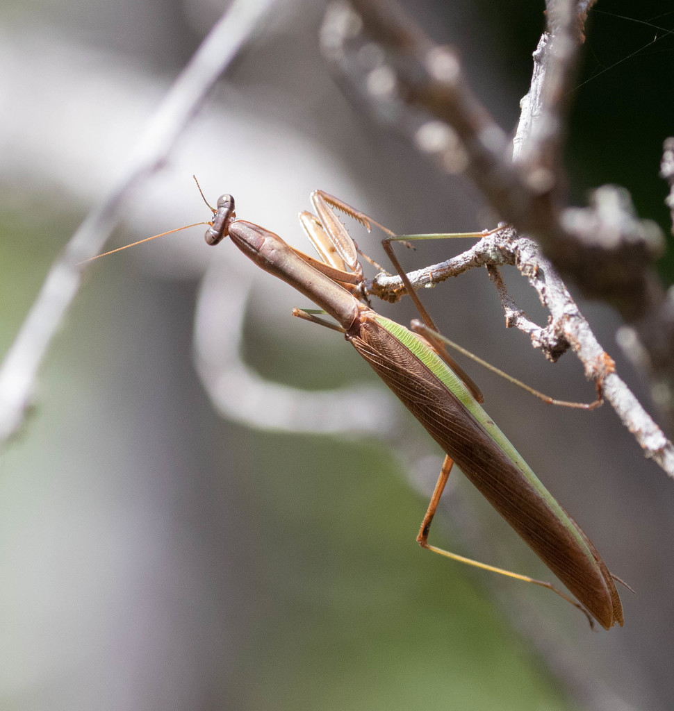 Chinese Mantis from Chain of Craters Drive, Hawaii County, HI, USA on ...