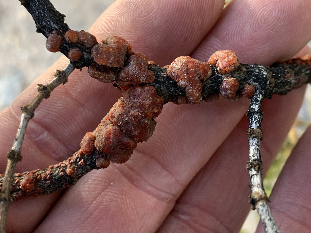 Creosote Lac Scale from N Cavot Rd, San Simon, AZ, US on February 3 ...