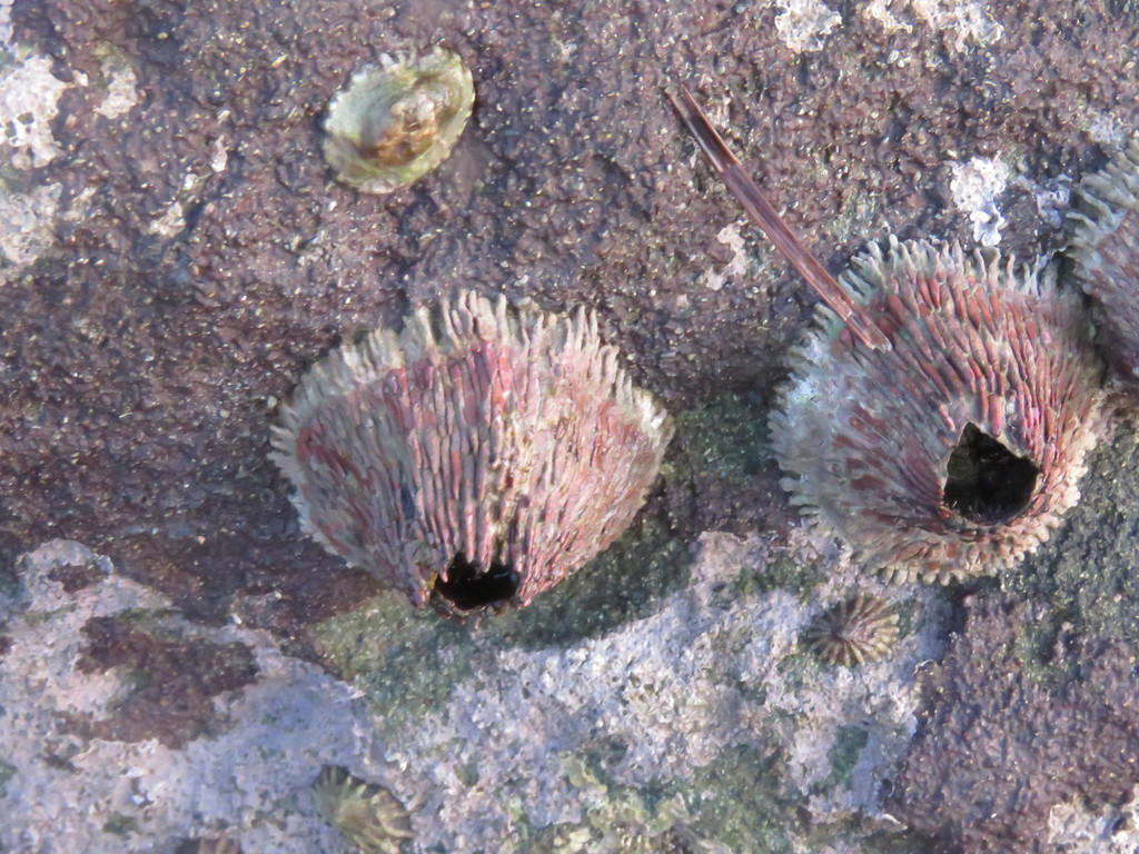 Pink Volcano Barnacle from Wilders Addition Park, San Pedro, California ...