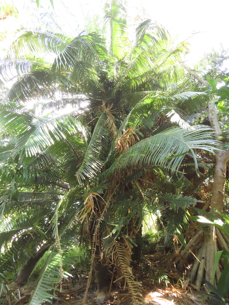 Queen Sago-palm in January 2026 by Jemaine Mulcahy. Host of Luthrodes ...