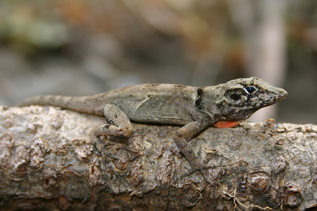 Black-throated Stout Anole in February 2004 by Pedro Genaro Rodriguez ...