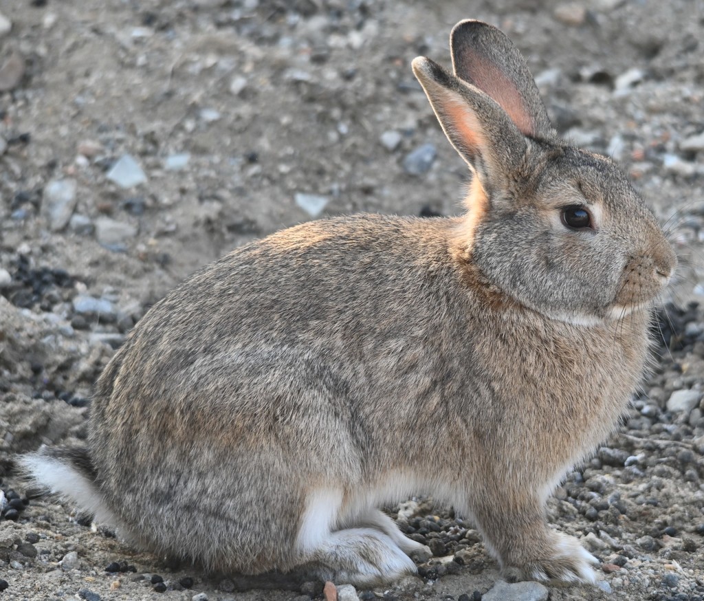 Korean Hare (Lepus coreanus) - Know Your Mammals