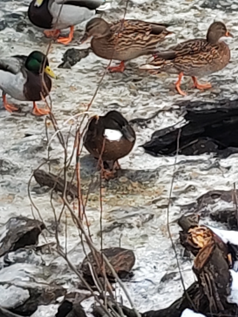 Mallard from 40520 Jyväskylä, Suomi on January 18, 2026 at 11:47 AM by ...