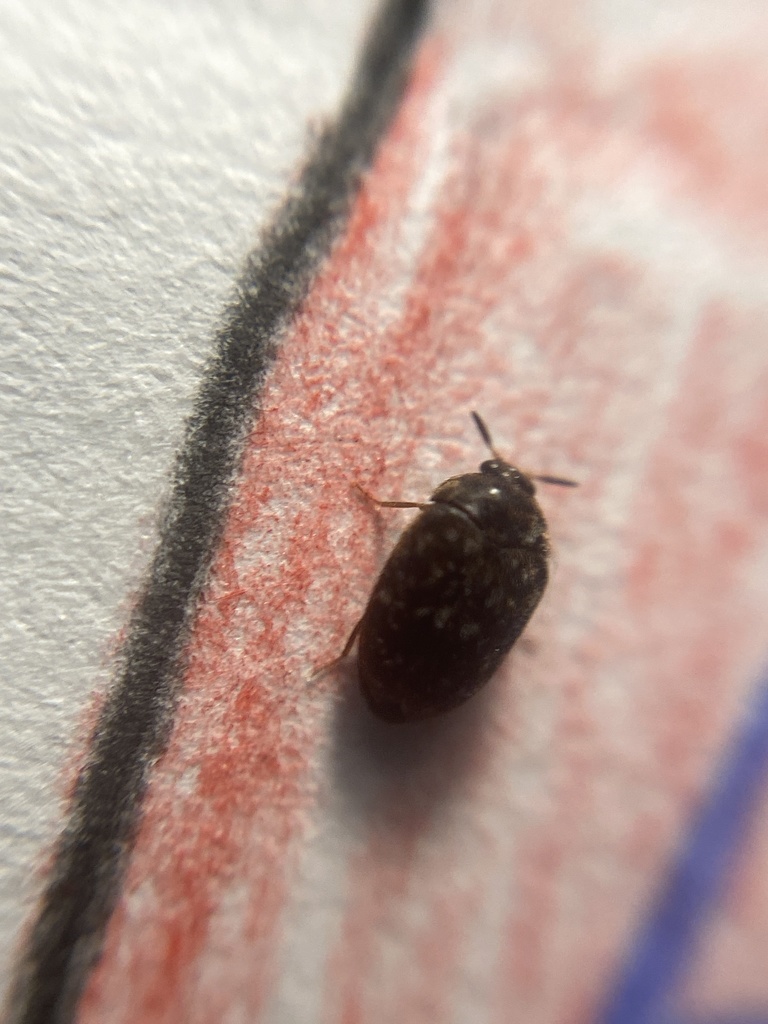 Glabrous Cabinet Beetle from Michael-Wolgemut-Straße, Zwickau, Sachsen ...