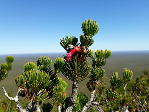Barrens Clawflower (Calothamnus validus) · iNaturalist