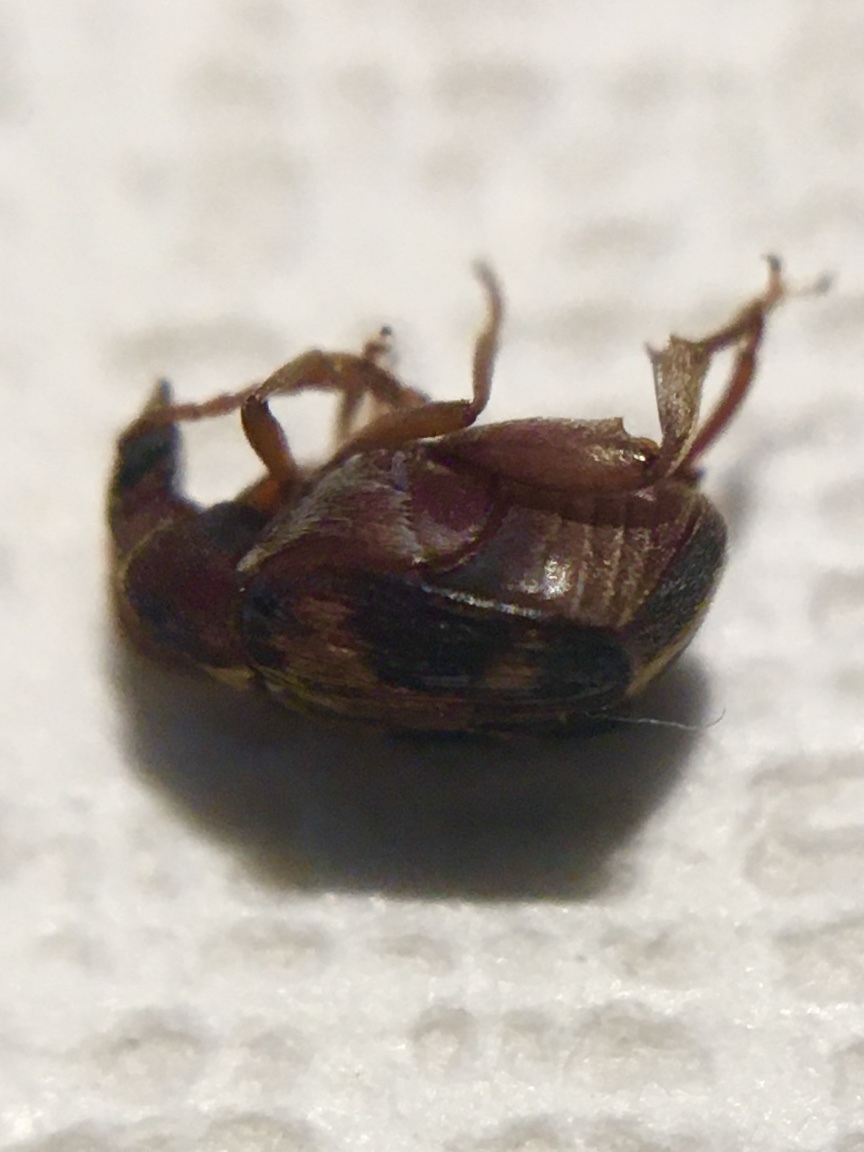 Callosobruchus maculatus (Fabricius, 1775)