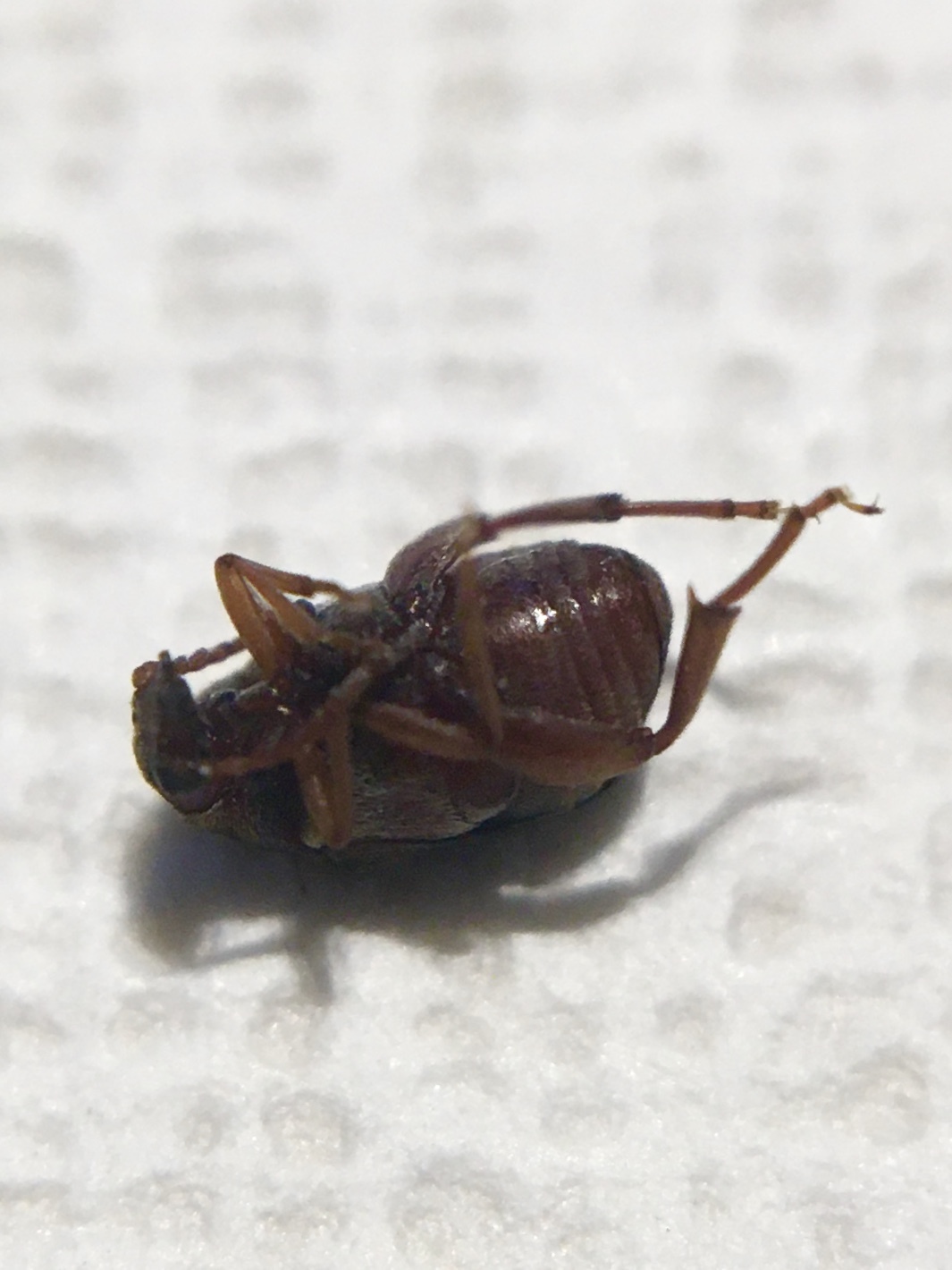 Callosobruchus maculatus (Fabricius, 1775)