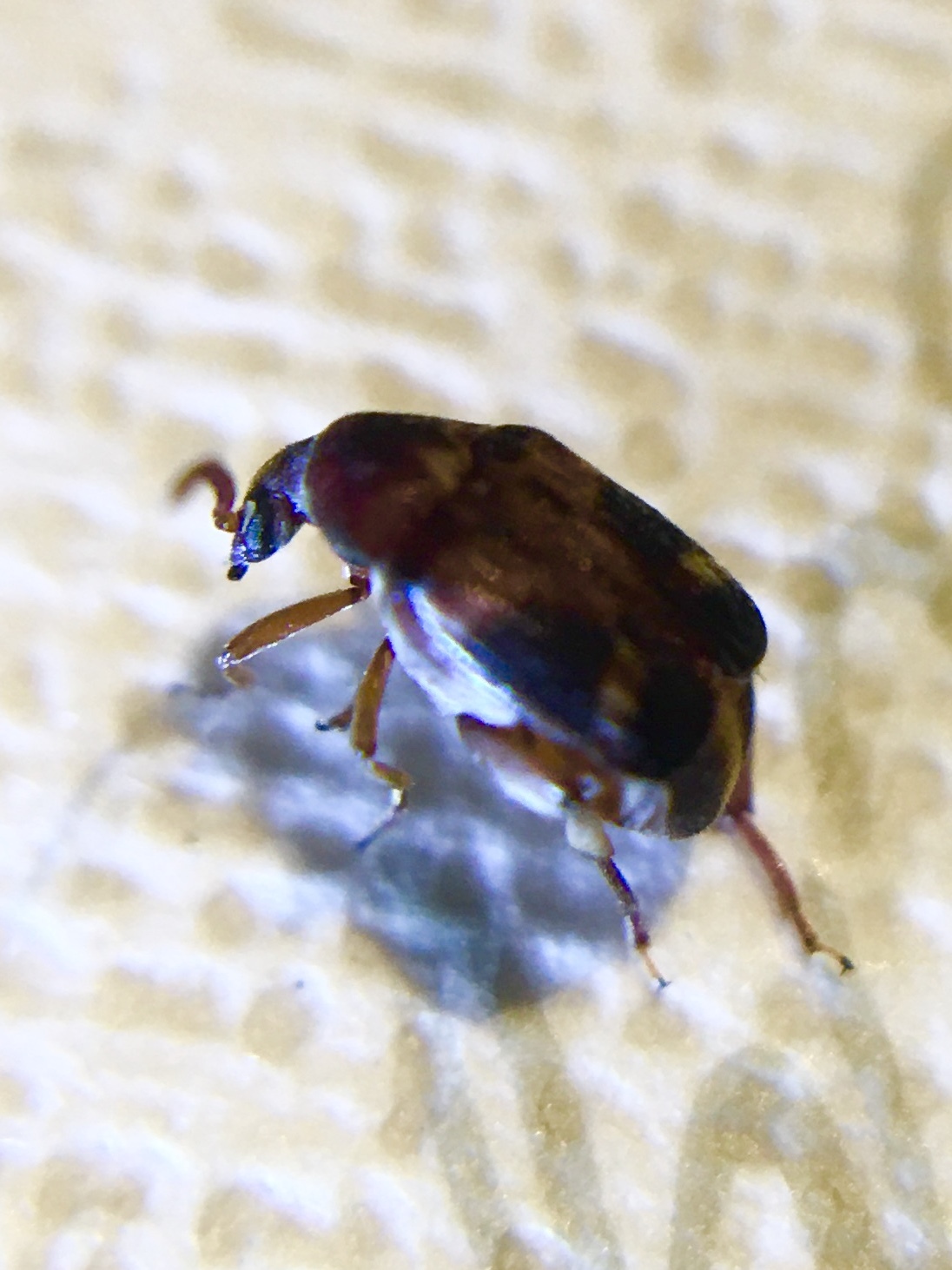 Callosobruchus maculatus (Fabricius, 1775)