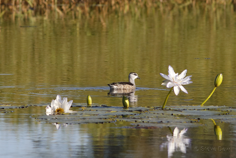 Cotton Pygmy-Goose from Broadsound, Queensland, Australia on June 22 ...