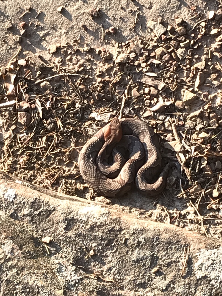 Eastern Copperhead from Pipestem Resort State Park, Lerona, WV, US on ...