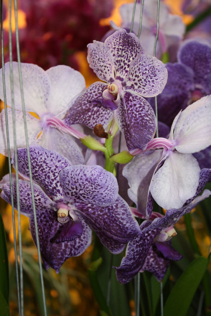 vanda-sanderiana-philippines-endemic-orchids-inaturalist