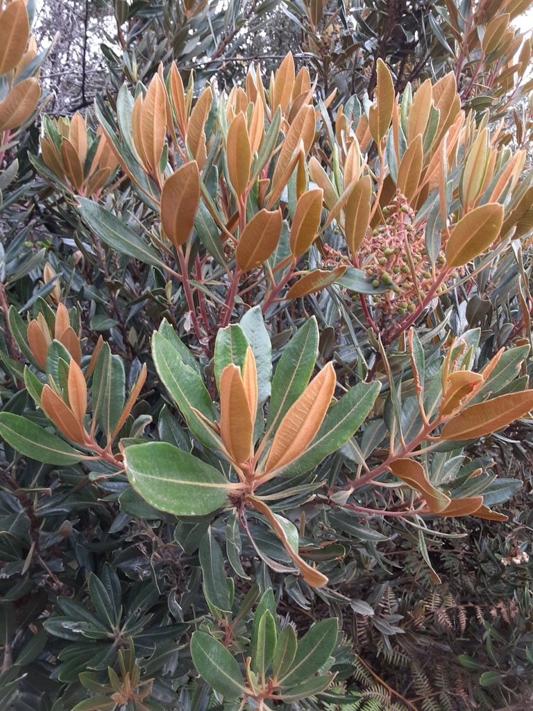 dwarf madrone (Comarostaphylis arbutoides) - Botanical Realm