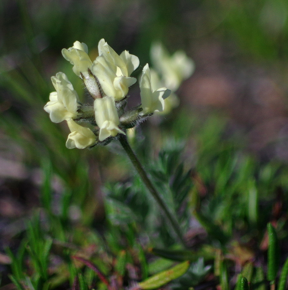 field locoweed (Oxytropis campestris) - Botanical Realm