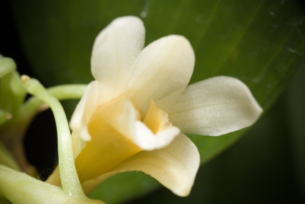 Dendrobium milaniae (Philippines Endemic Orchids) · iNaturalist