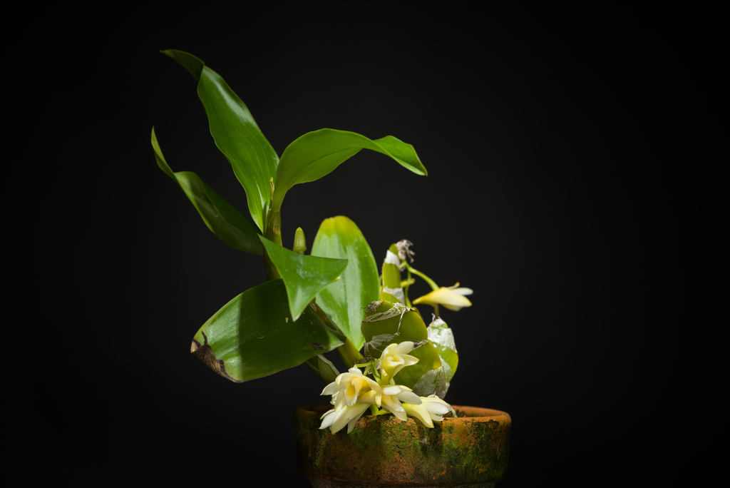 Dendrobium milaniae (Philippines Endemic Orchids) · iNaturalist