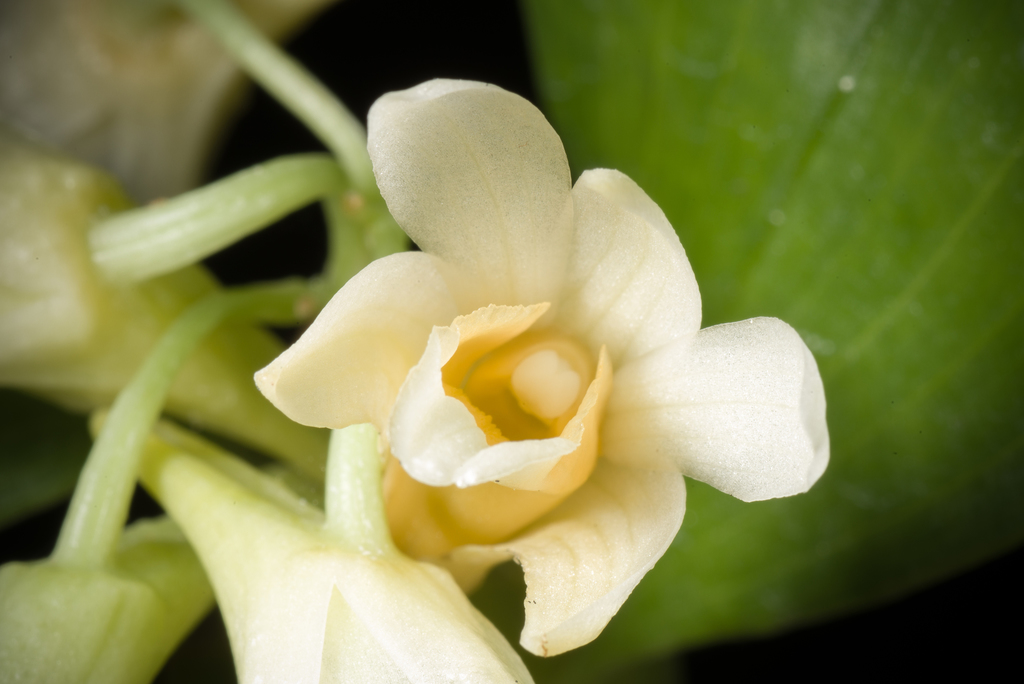 Dendrobium milaniae (Philippines Endemic Orchids) · iNaturalist