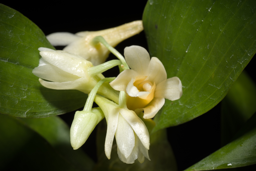 Dendrobium milaniae (Philippines Endemic Orchids) · iNaturalist