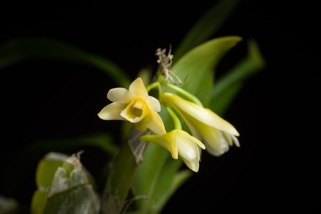 Dendrobium milaniae (Philippines Endemic Orchids) · iNaturalist