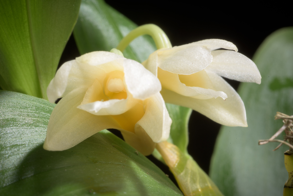 Dendrobium milaniae (Philippines Endemic Orchids) · iNaturalist