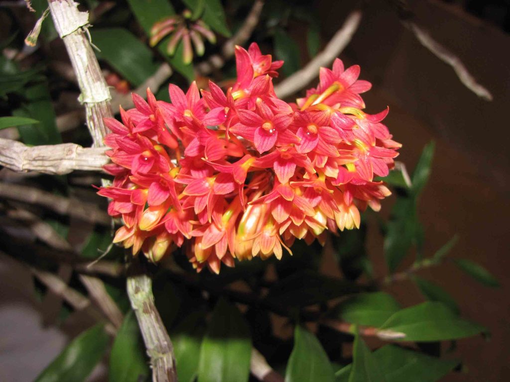 Dendrobium usitae (Philippines Endemic Orchids) · iNaturalist